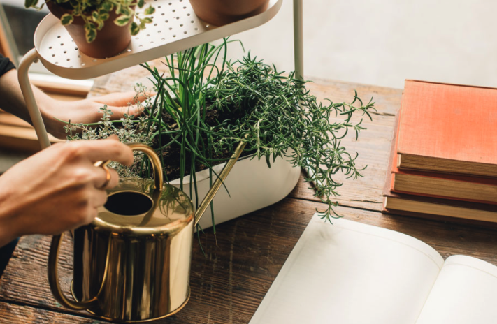 Benefits of plants in the workplace | The Element Group